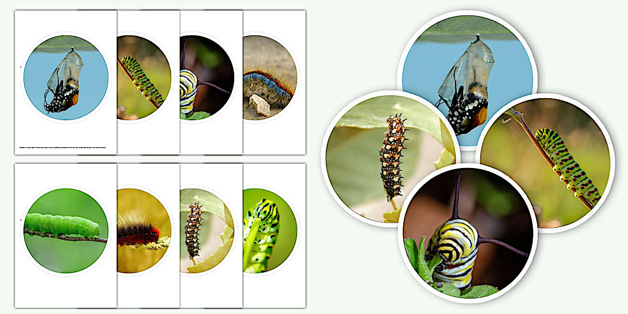 Caterpillar Circle Display Photo Cut-Outs - Twinkl