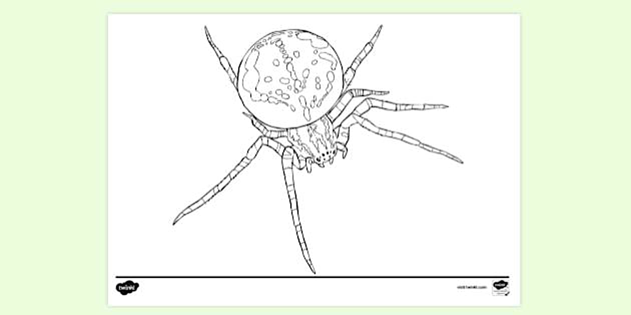 Garden Spider Colouring Sheet | Colouring Sheets - Twinkl