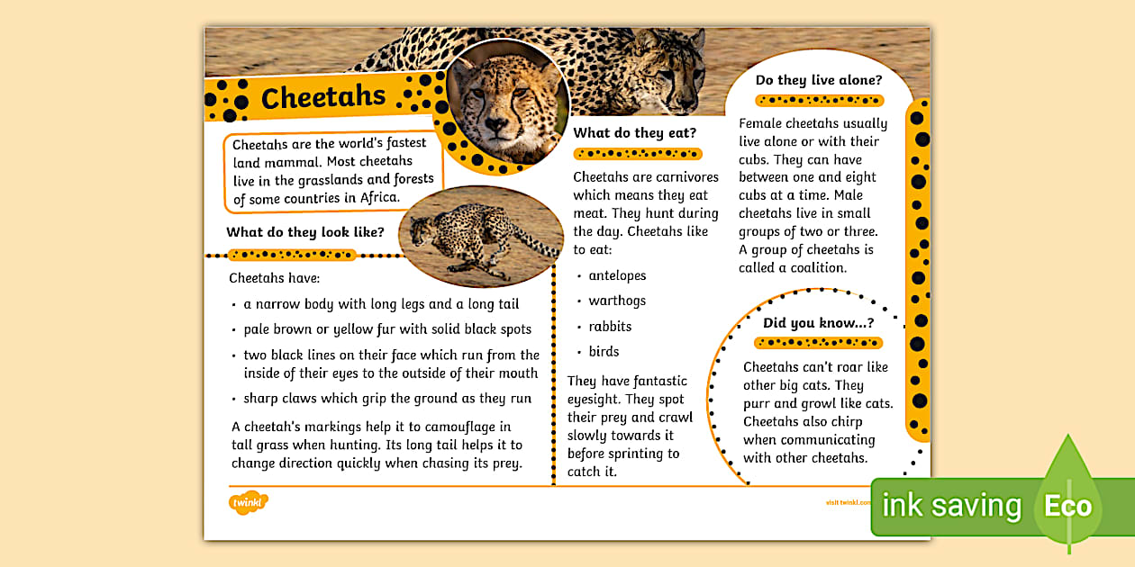 Cheetahs Fact File - Animals - KS1 (creat de profesori)