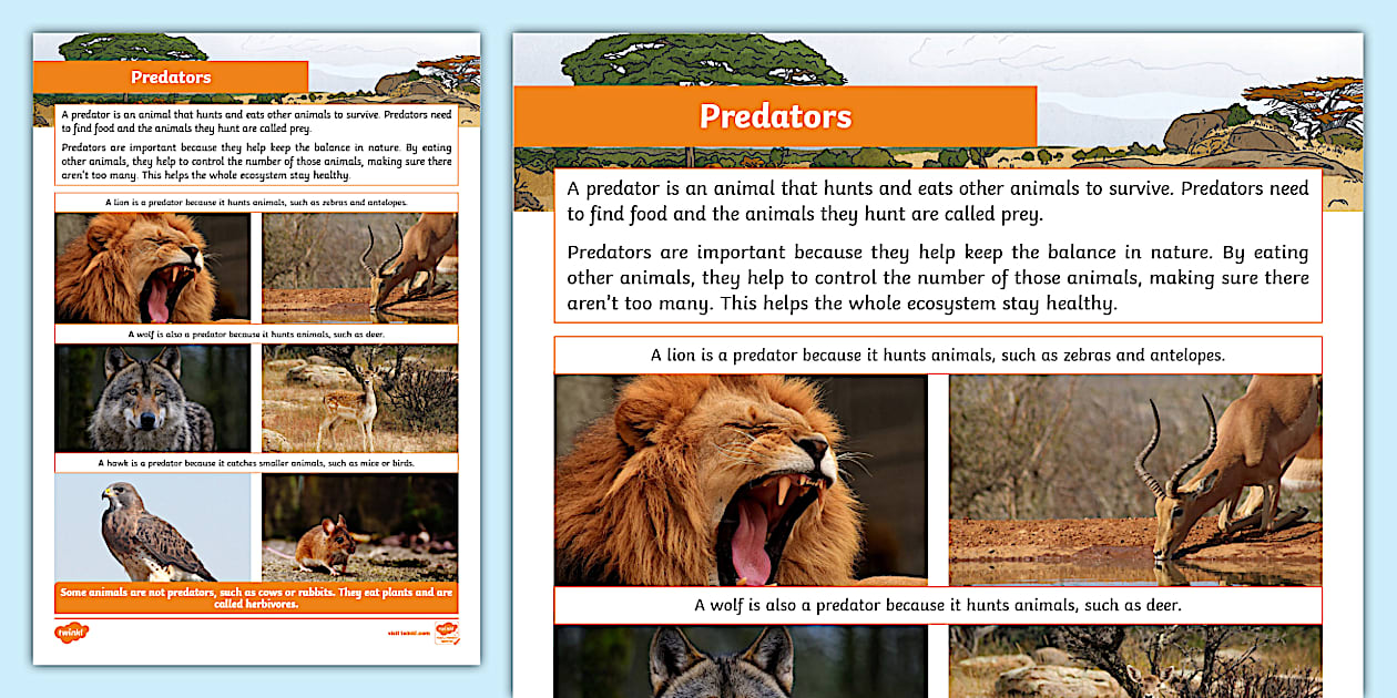 What Is a Predator? Information Poster (teacher made)