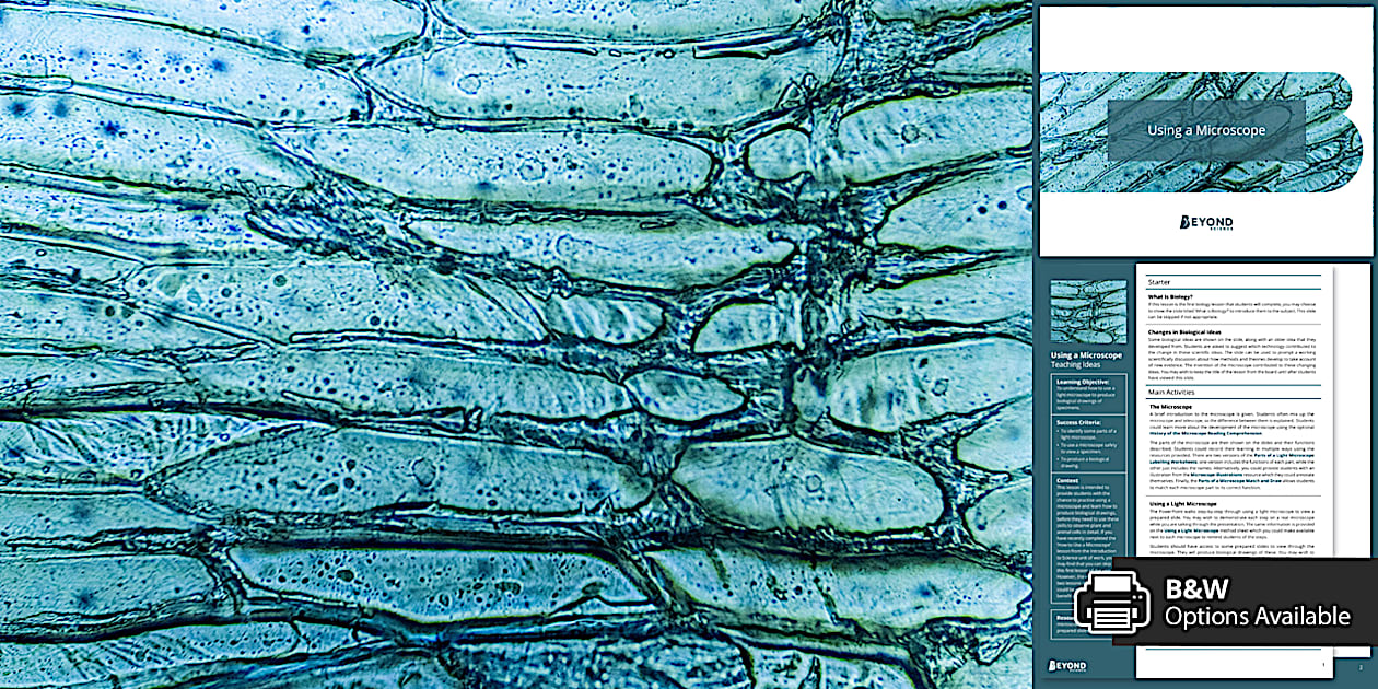Using a Microscope Lesson | KS3 Biology | Beyond Science