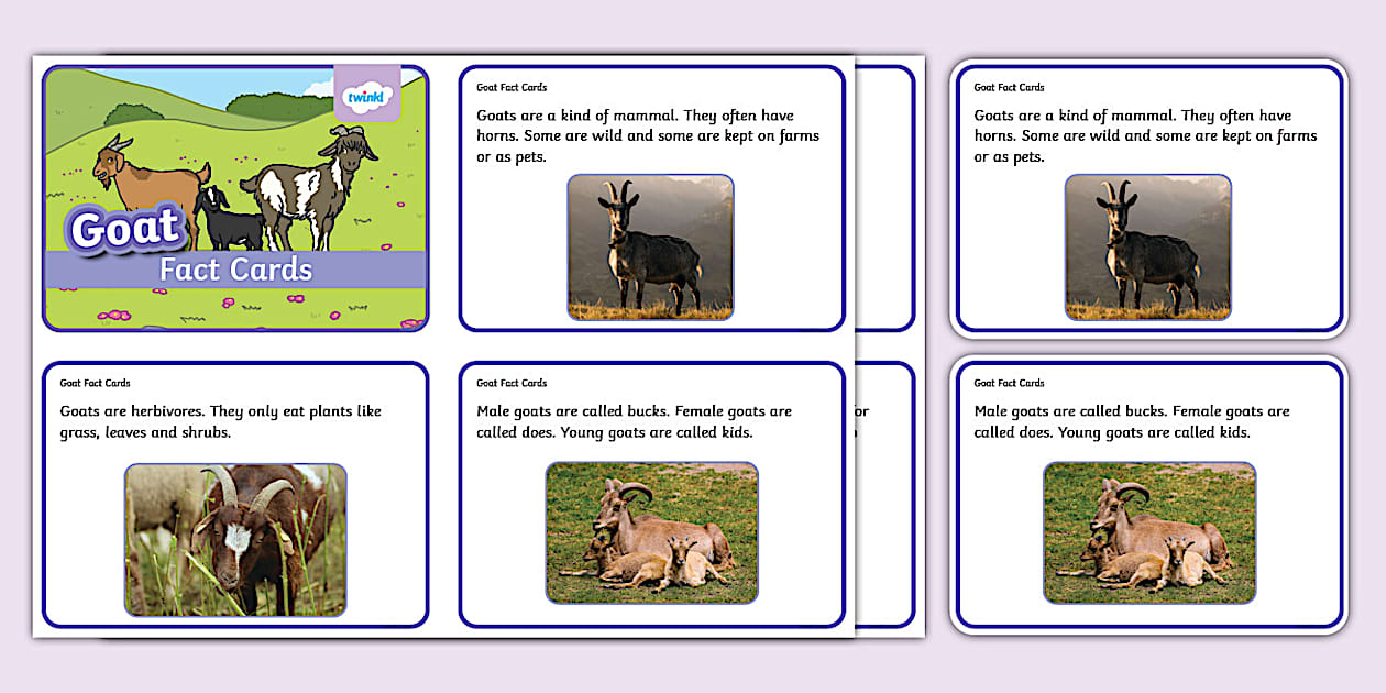 KS1 Goat Fact Cards (Teacher-Made) - Twinkl