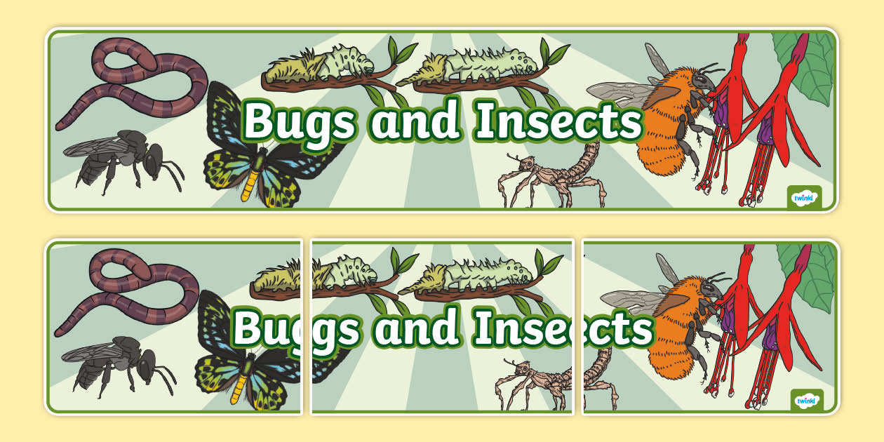 Bugs and Insects Display Banner (teacher made) - Twinkl