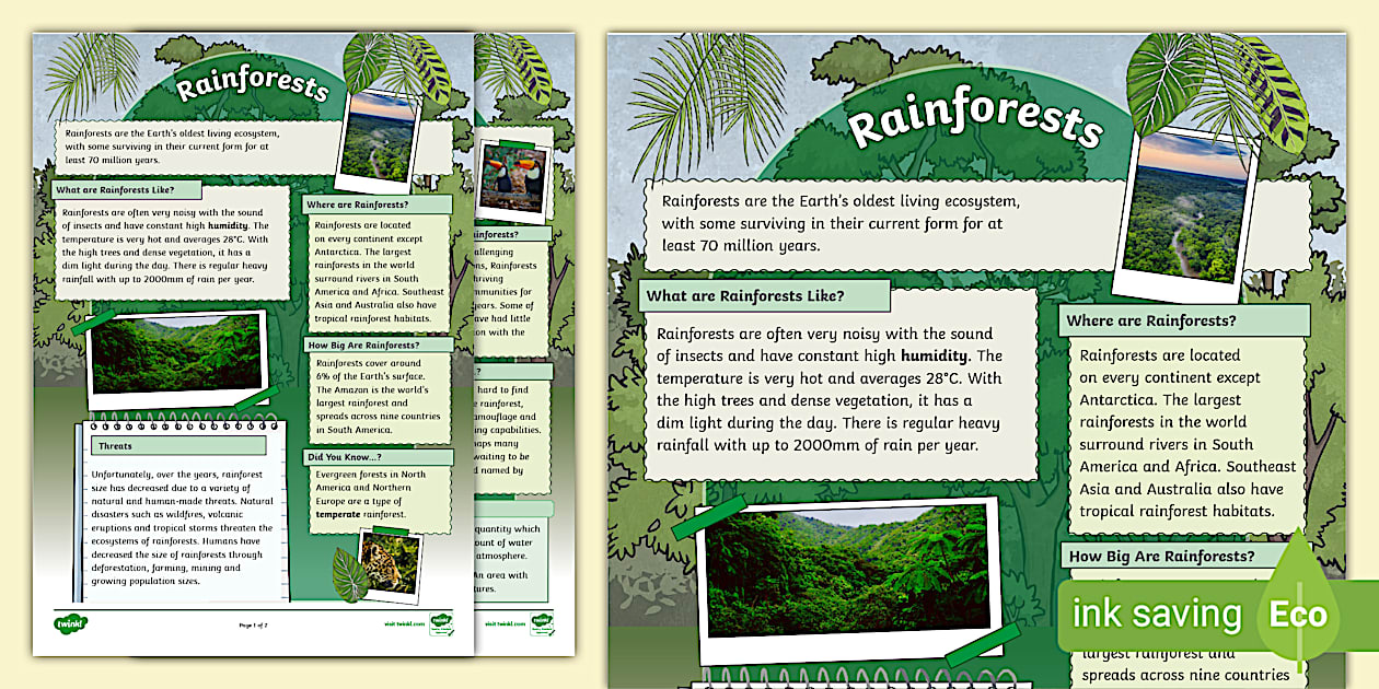 Rainforest Facts For Kids | All About Rainforests Fact File