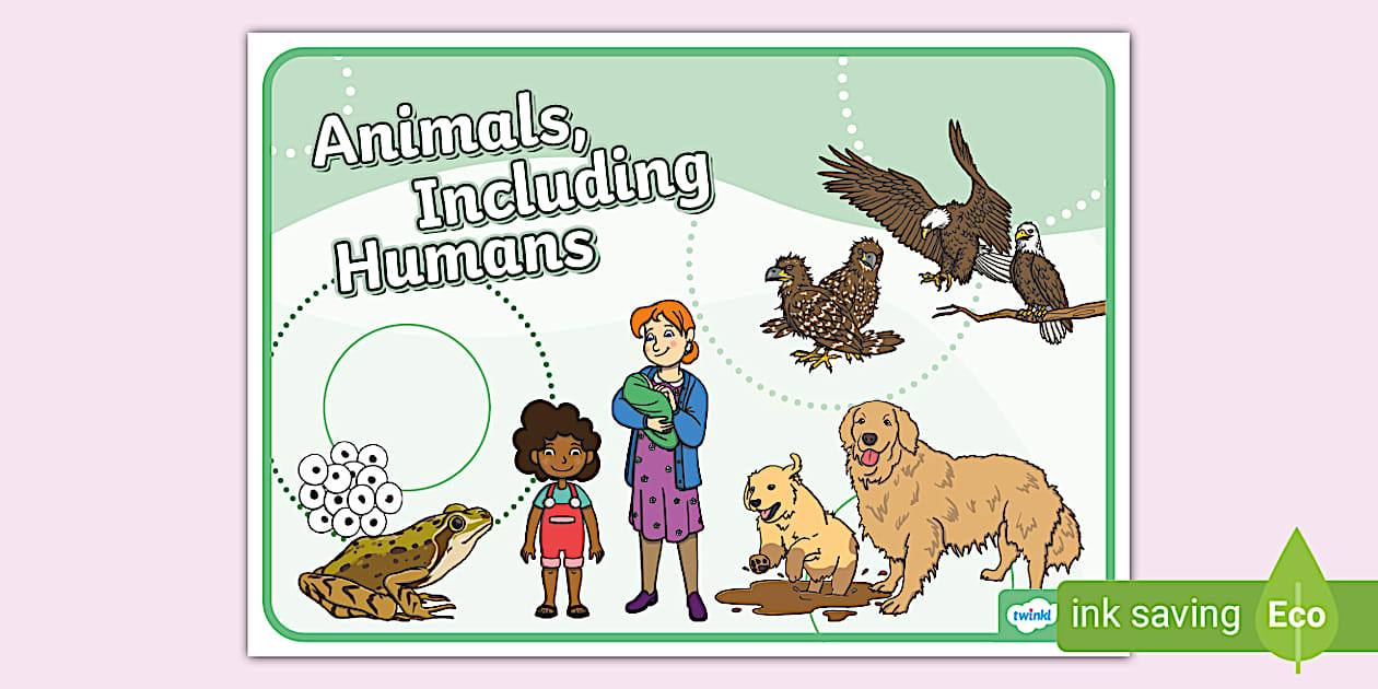 Animals, Including Humans Poster (teacher made) - Twinkl