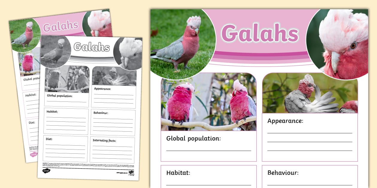 Galah Fact File Template (teacher made) - Twinkl