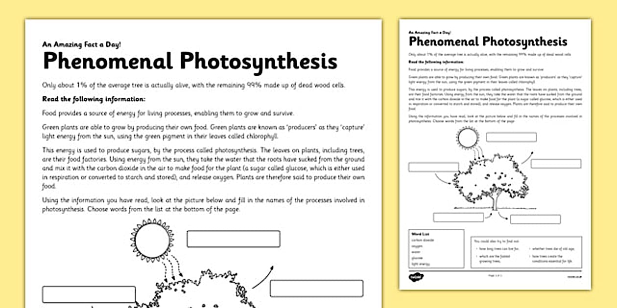 Editable Phenomenal Photosynthesis Worksheet (teacher made)
