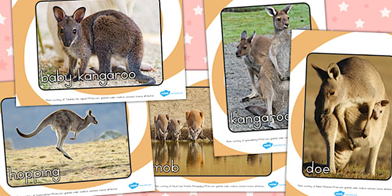 Kangaroo Life Cycle Photo Pack (teacher made) - Twinkl
