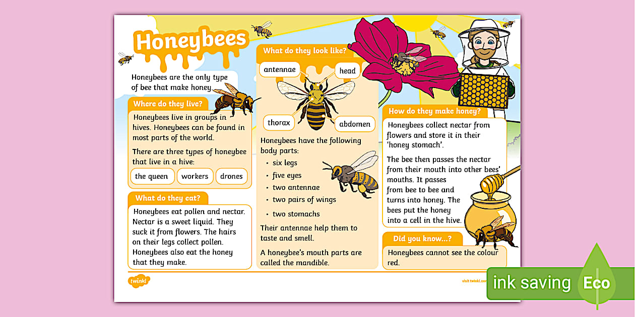 Honeybees Fact File - KS1 (teacher made) - Twinkl