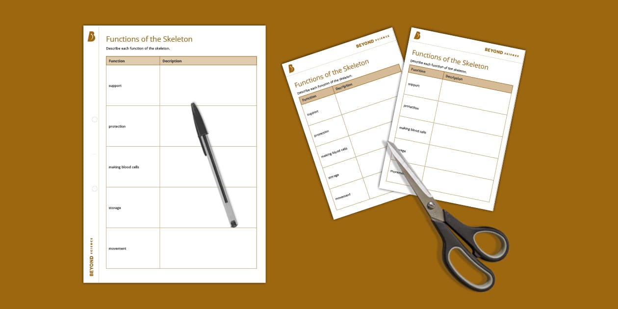 Functions of the Skeleton Worksheet | KS3 Biology | Beyond
