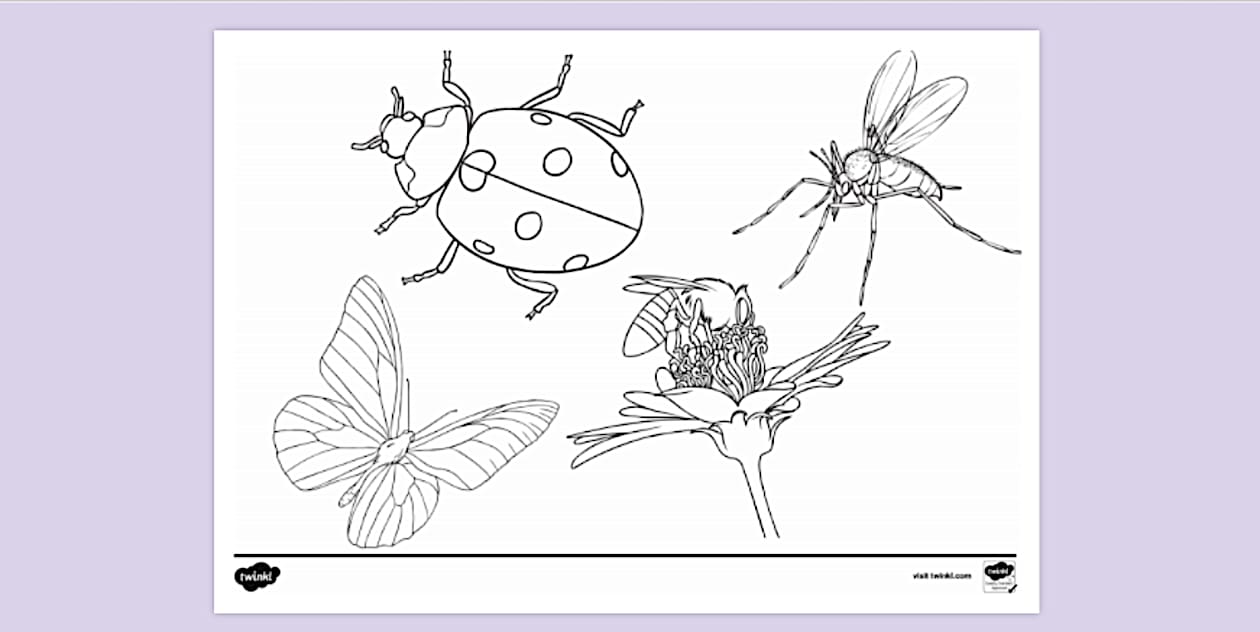 Insect Colouring Page | Colouring Sheets (teacher made)