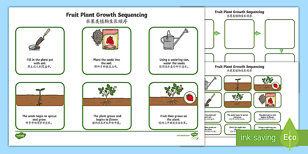 Plant Growth Sequencing Activity English/Mandarin Chinese - the tiny seed