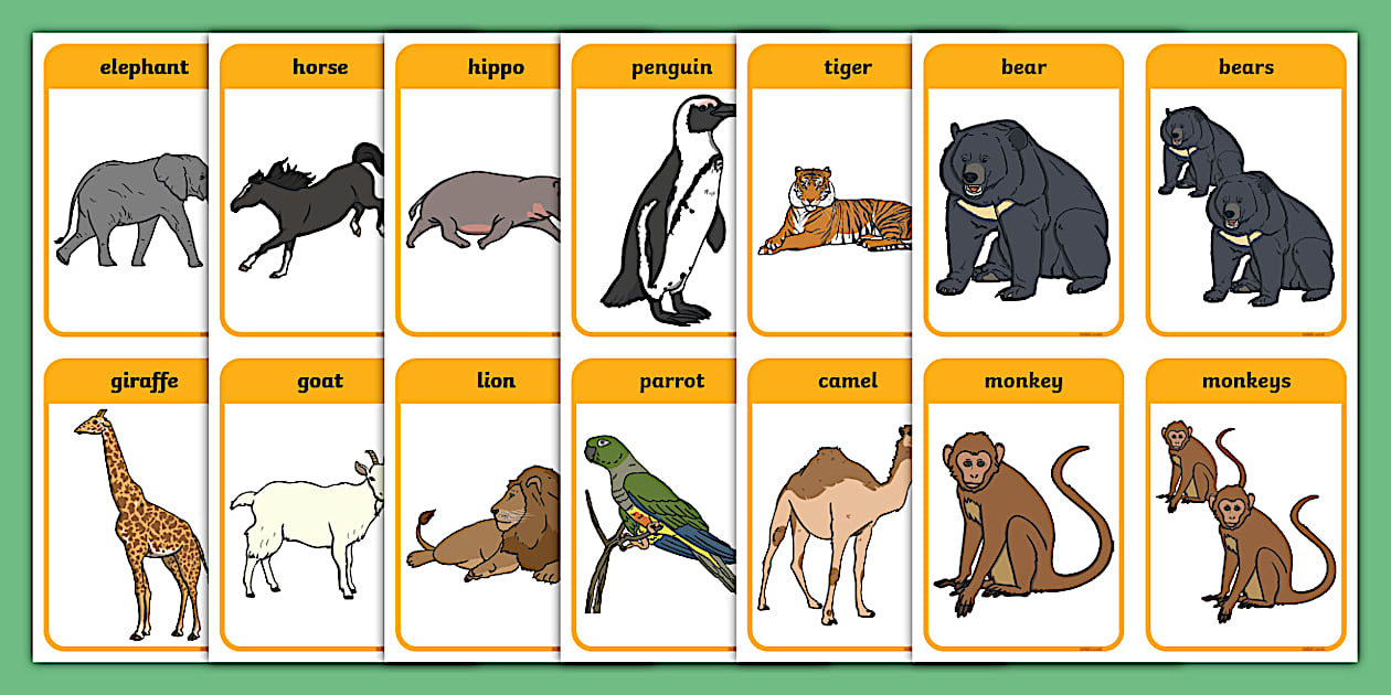 Zoo Animals Flashcards (Singular and Plural)｜小三小四適用
