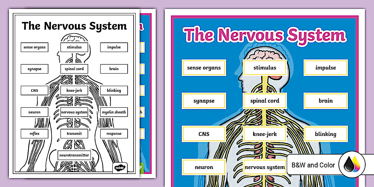 The Nervous System Vocabulary Mat for 3rd-5th Grade - Twinkl