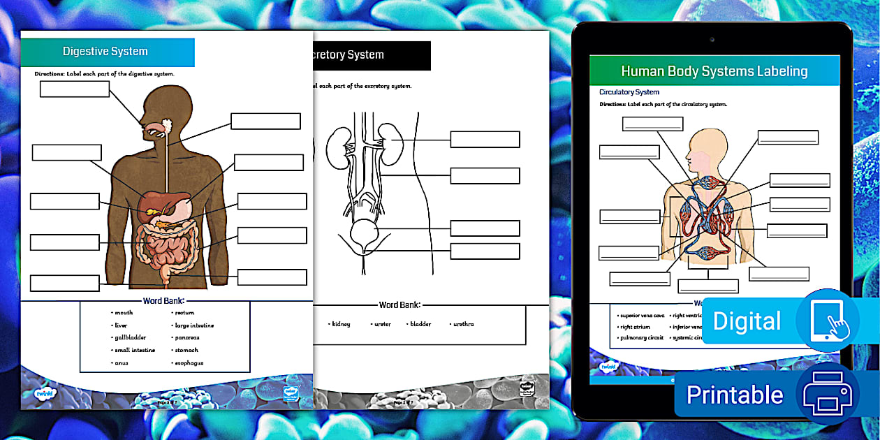 Human Body Systems Worksheet | Resource | Twinkl USA