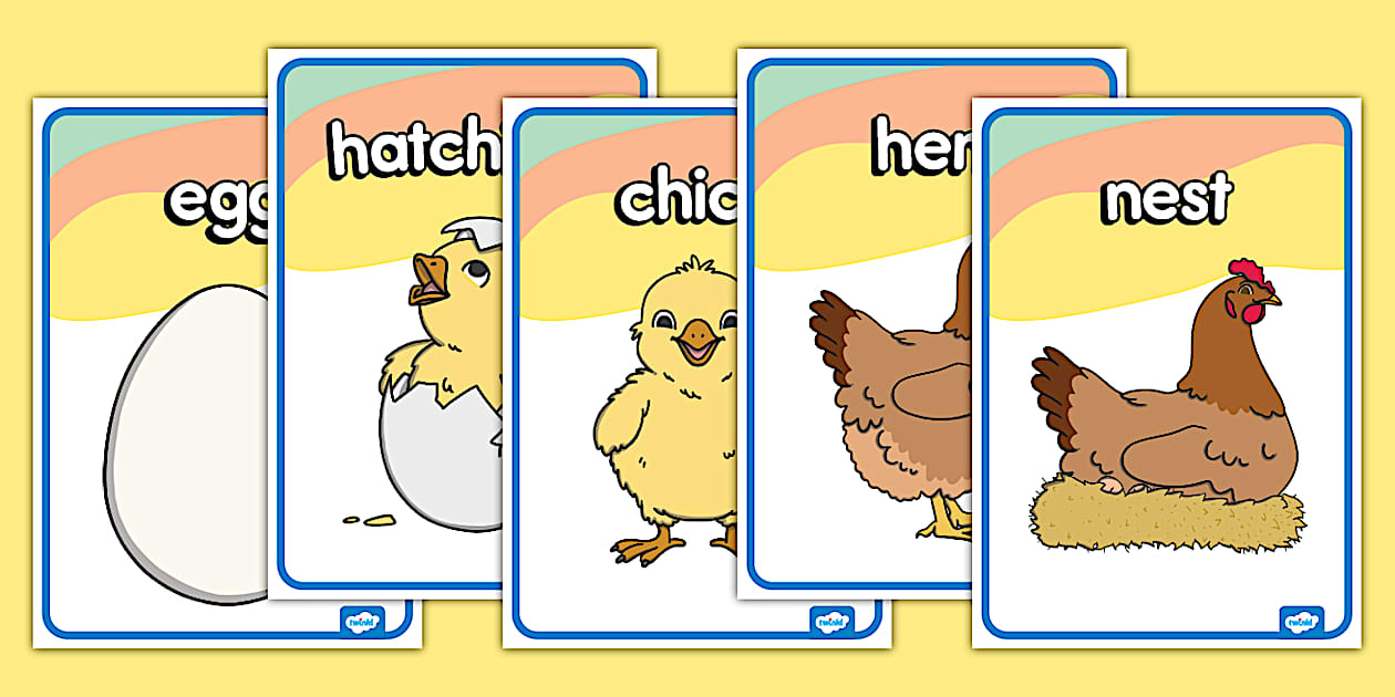Life Cycle of a Hen Display Posters (teacher made) - Twinkl