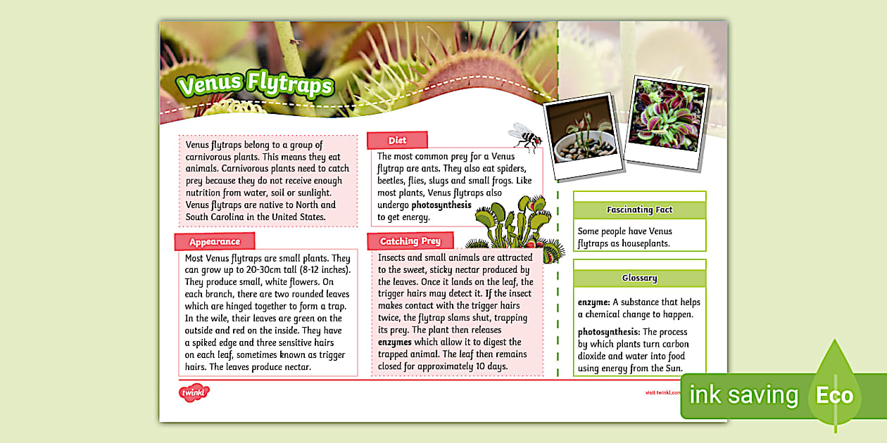 Venus Flytrap Fact File - Twinkl - KS2 (teacher made)