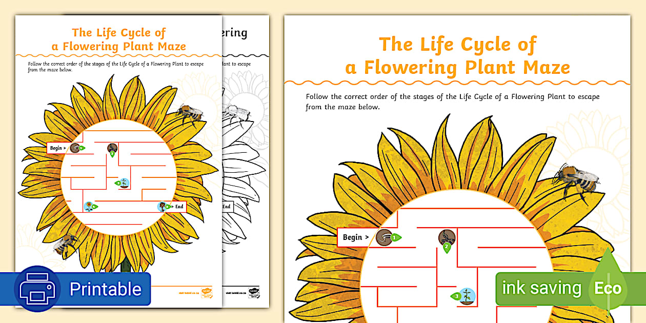 The Life Cycle of a Flowering Plant Maze (teacher made)