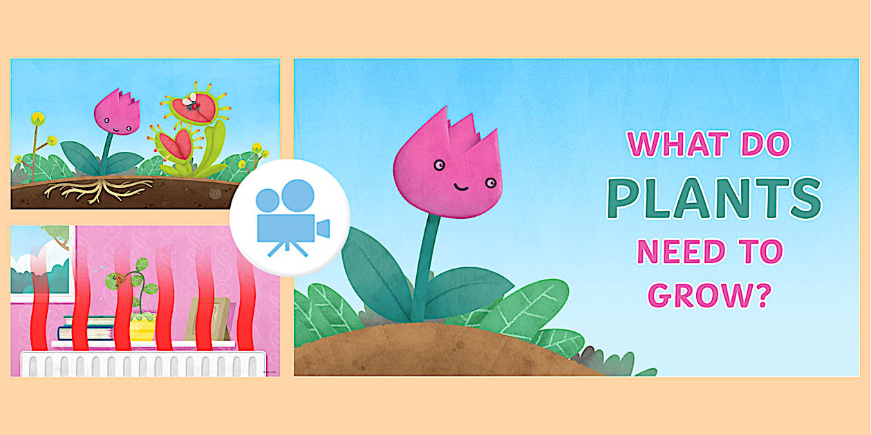 Plant Facts Video Animation | Twinkl Go! - Twinkl