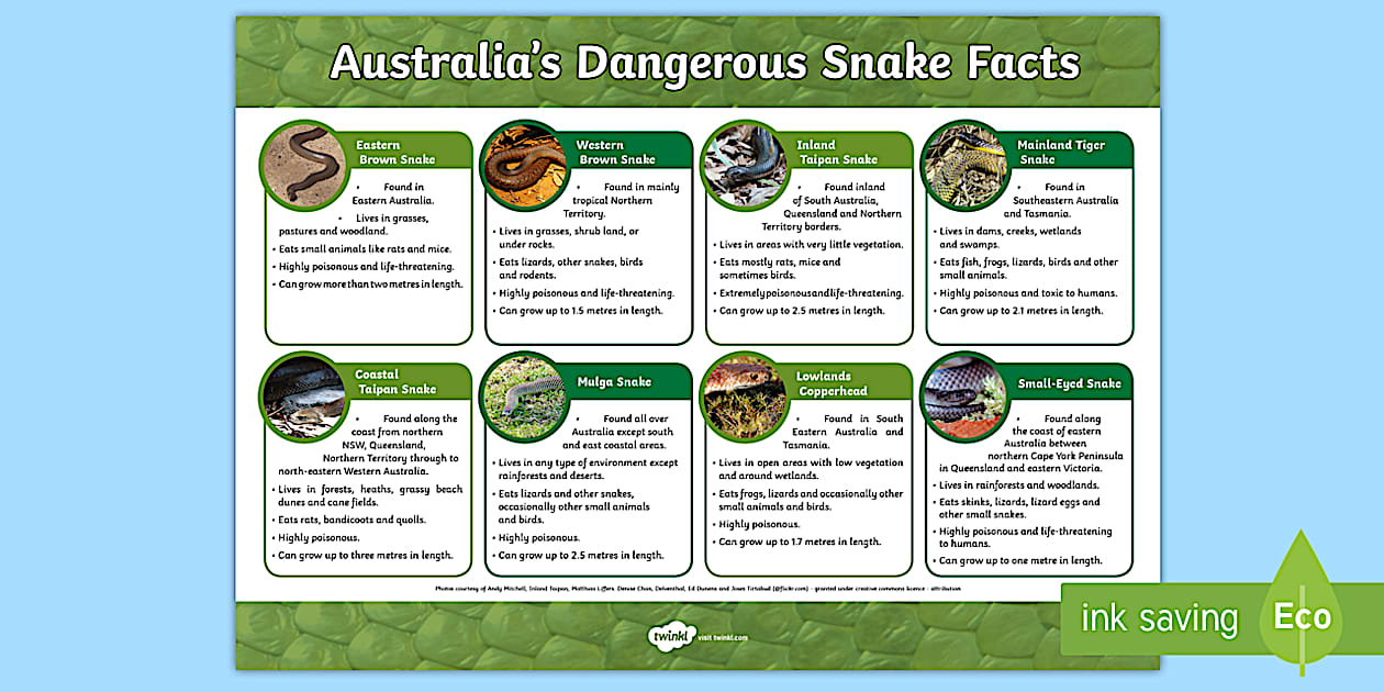 Australia's Dangerous Snakes A4 Display Poster - Twinkl