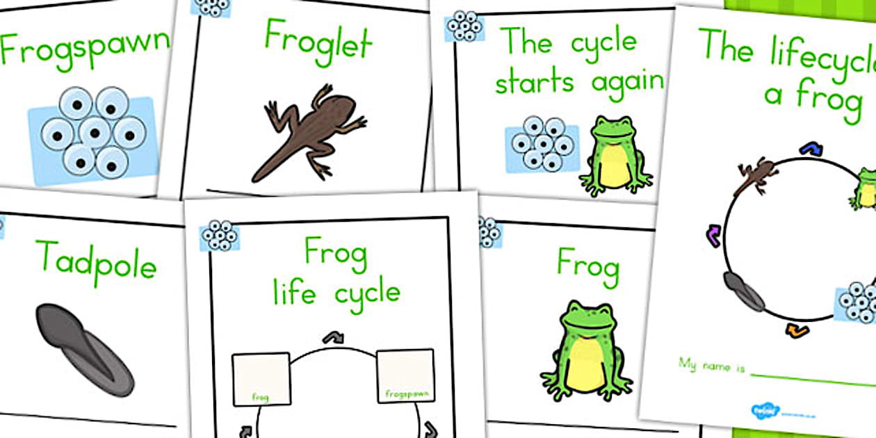 Frog Lifecycle Activity Workbook PDF | Primary Resource