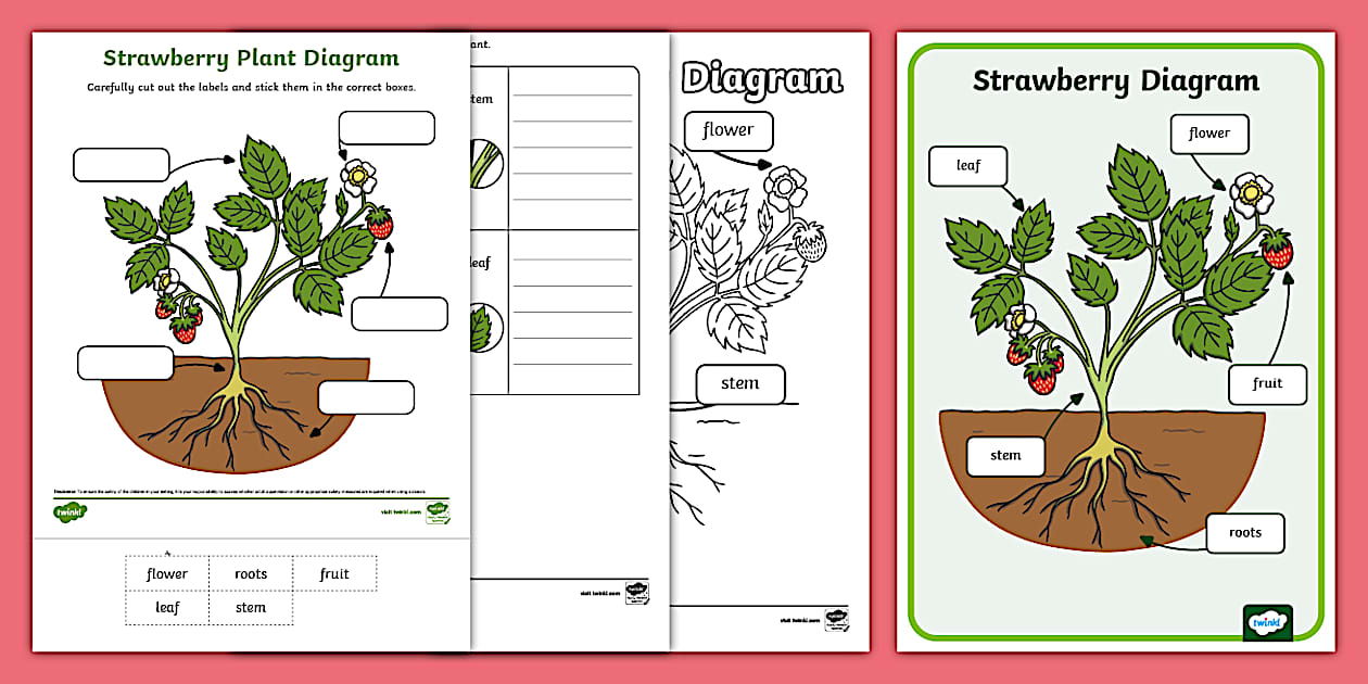 Strawberry Diagram Activity Pack (teacher made) - Twinkl