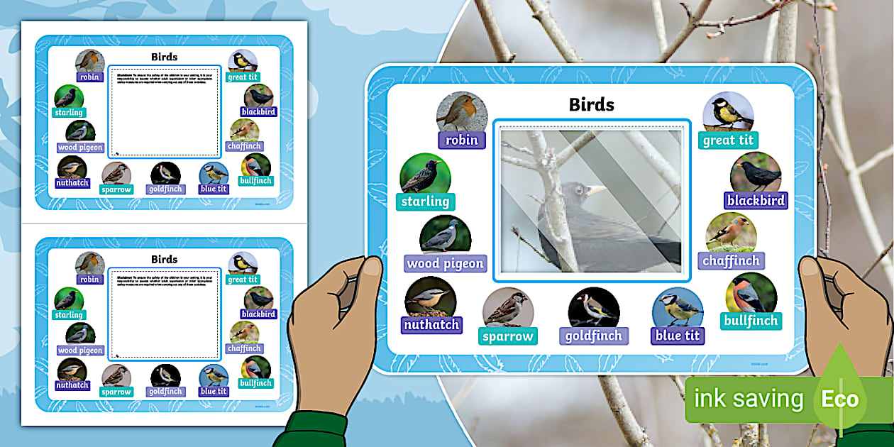 I Spy Nature Frame: Birds | Twinkl (teacher made) - Twinkl