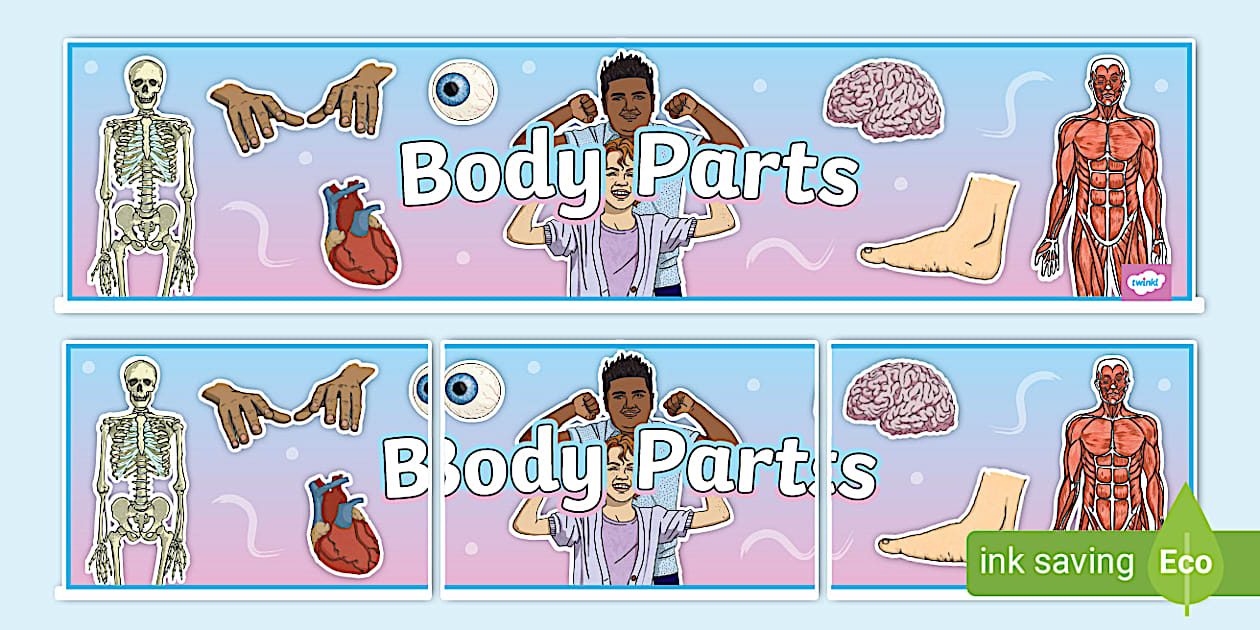 Body Parts Display Banner (teacher made) - Twinkl