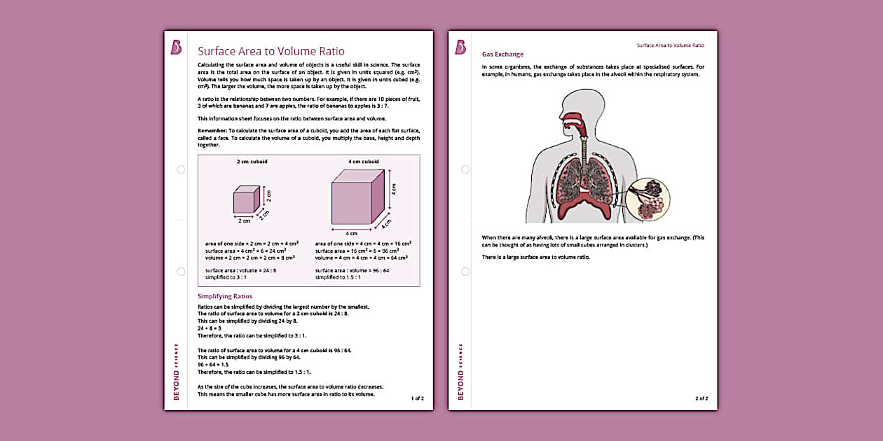 Surface Area to Volume Ratio Information Sheet | Beyond