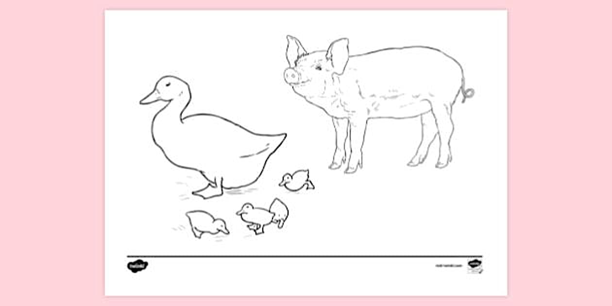 Female Duck and Pig Colouring Sheet | Colouring | Twinkl