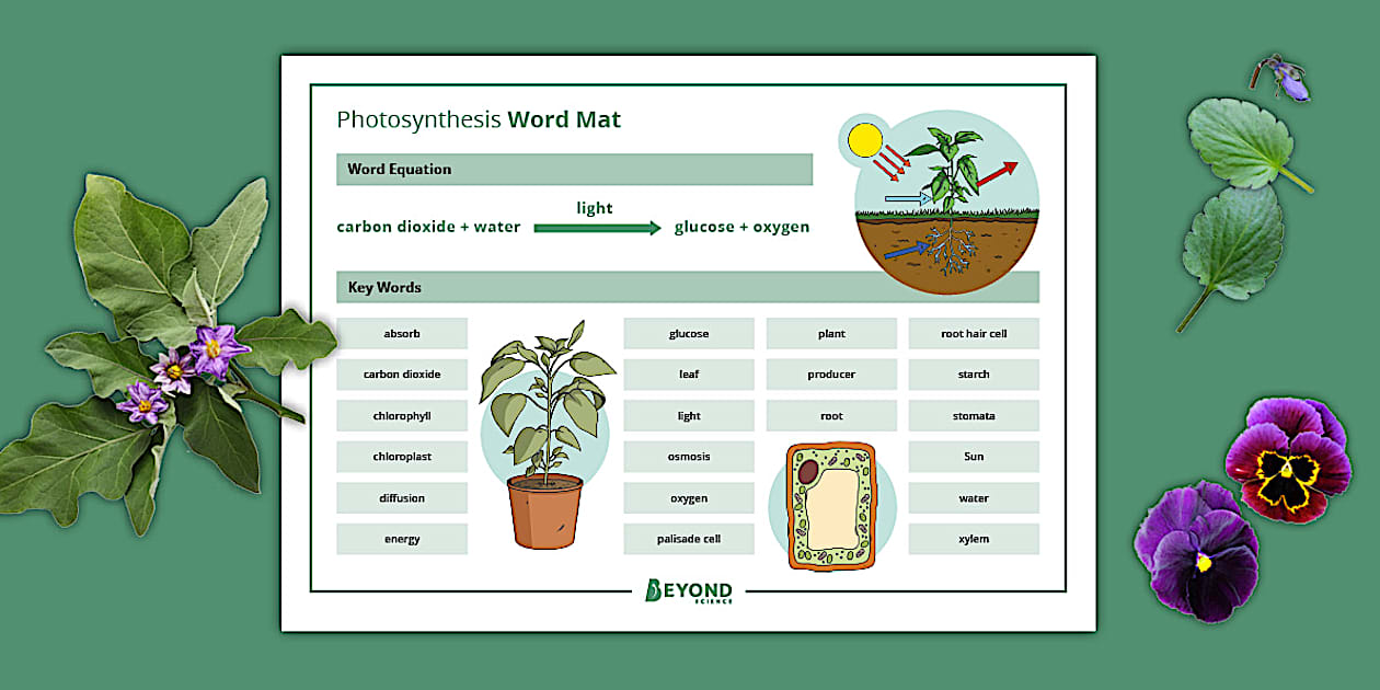 Photosynthesis Word Mat | Twinkl Science