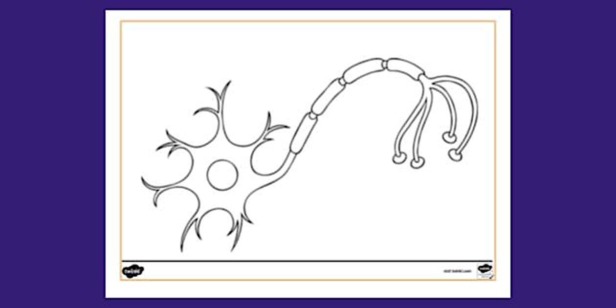 Nerve Cell Colouring Sheet | Colouring Sheets (teacher made)