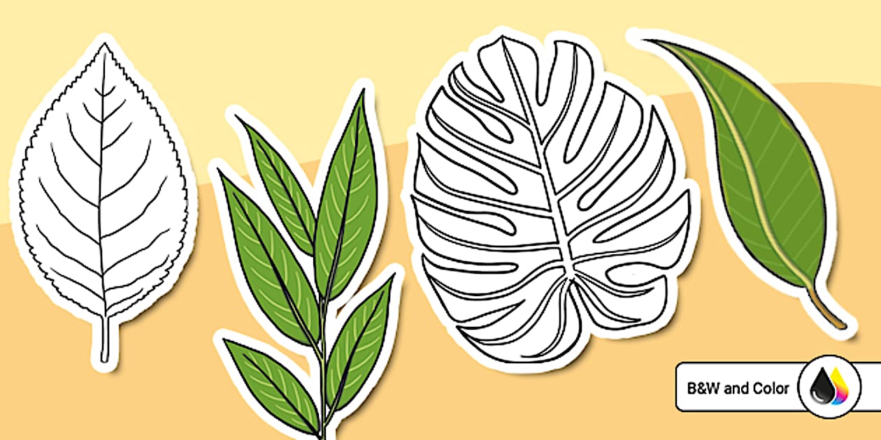 Tree Leaves Cut Out Set for Bulletin Boards | Twinkl USA