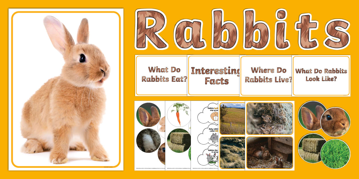 ECE Animal Inquiry Display - Rabbits (teacher made) - Twinkl