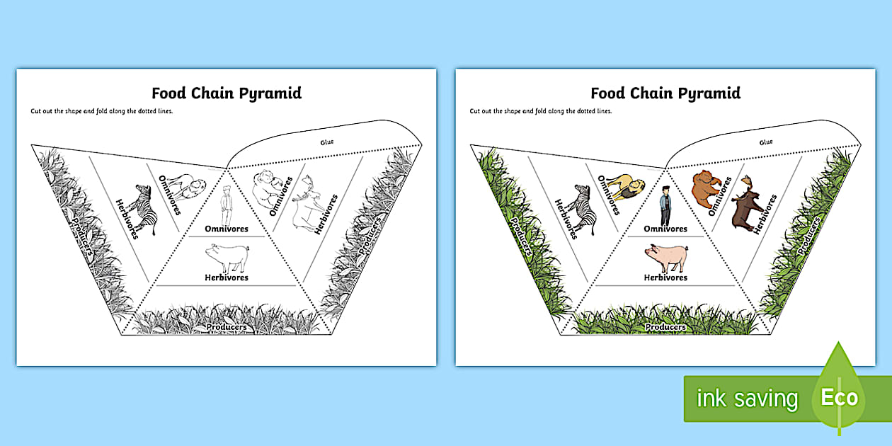 3D Foldable Food Chain Pyramids - Twinkl