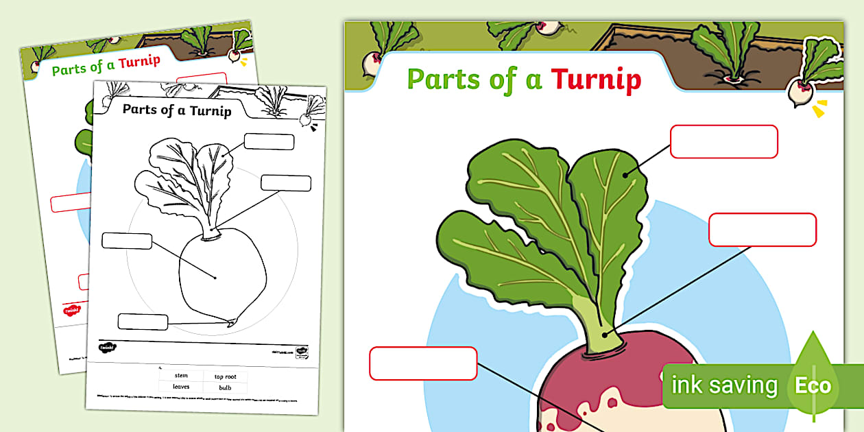 Parts of a Turnip Labelling Activity