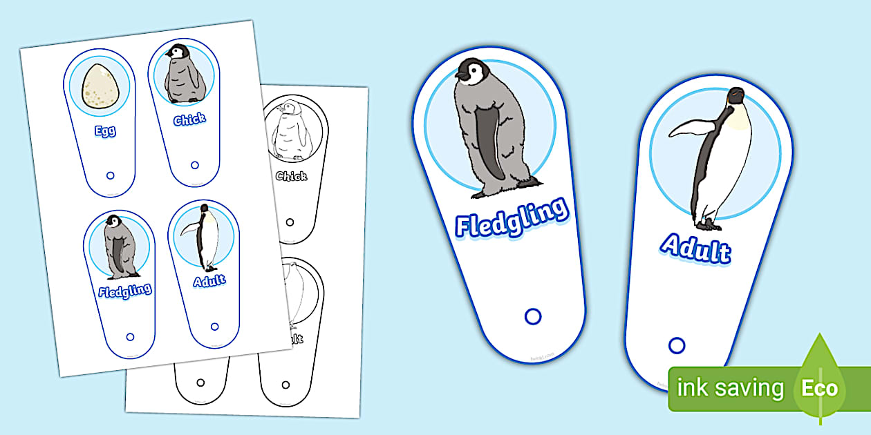 Life Cycle of a Penguin Fan (teacher made) - Twinkl