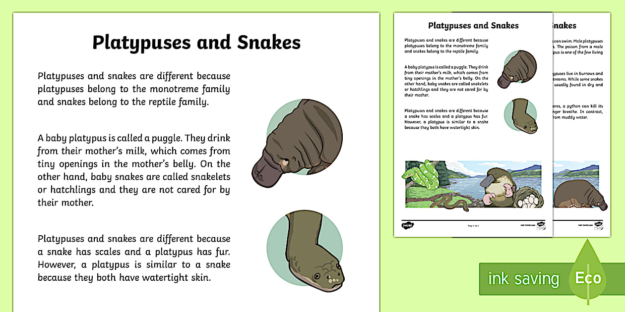 Editable Platypuses and Snakes Information Report Writing Sample
