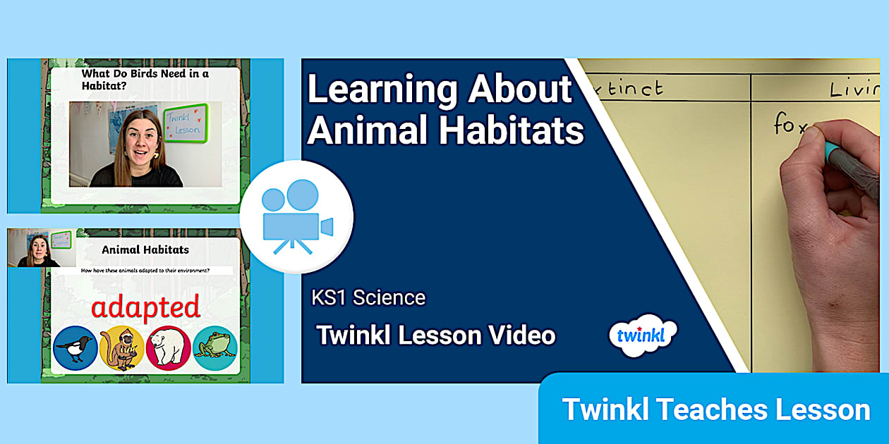 Animal Habitats KS1 Video Lesson | Twinkl Go! (teacher made)