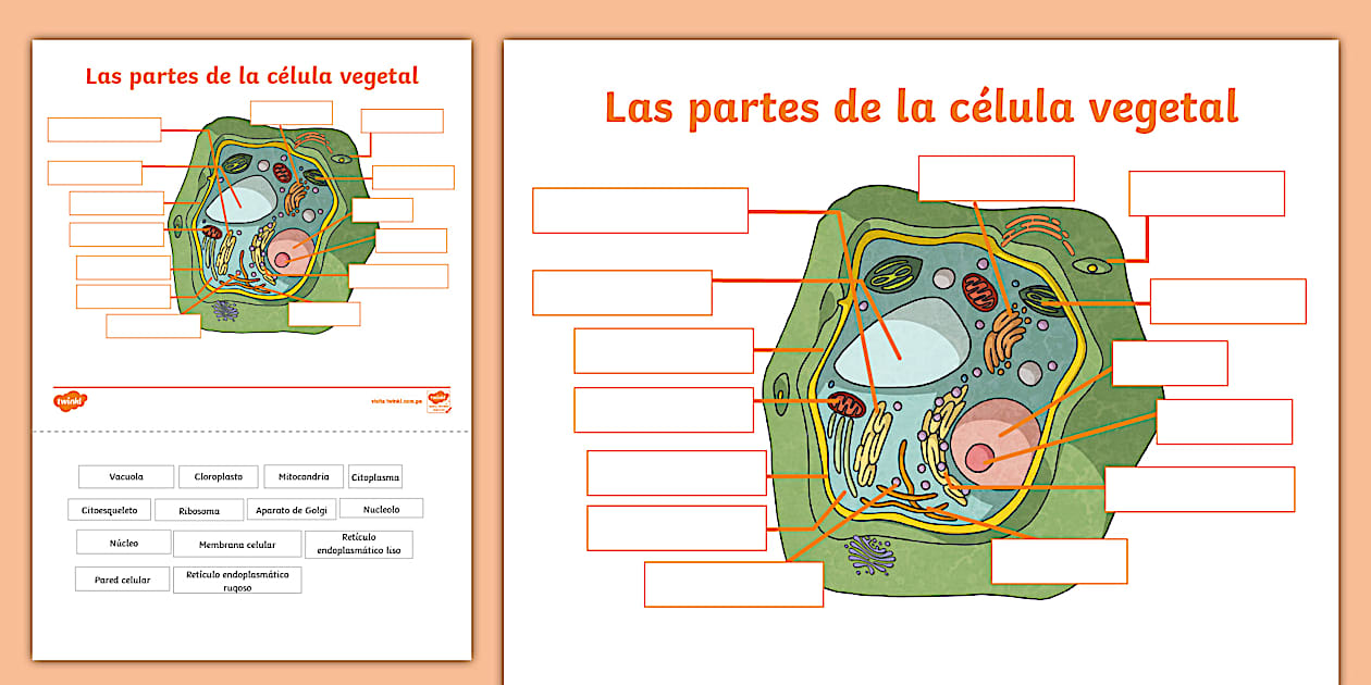 Recorta y pega las partes de la célula vegetal - Twinkl