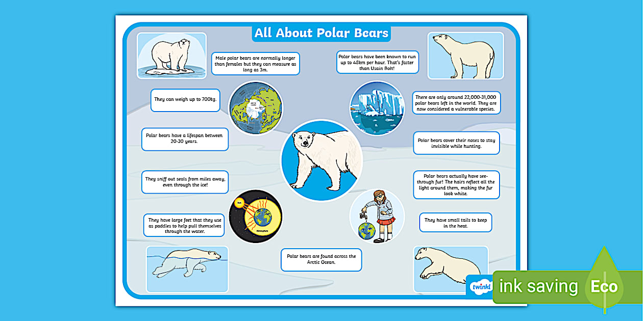 Interesting Facts about Polar Bears - Polar Bear Fact File