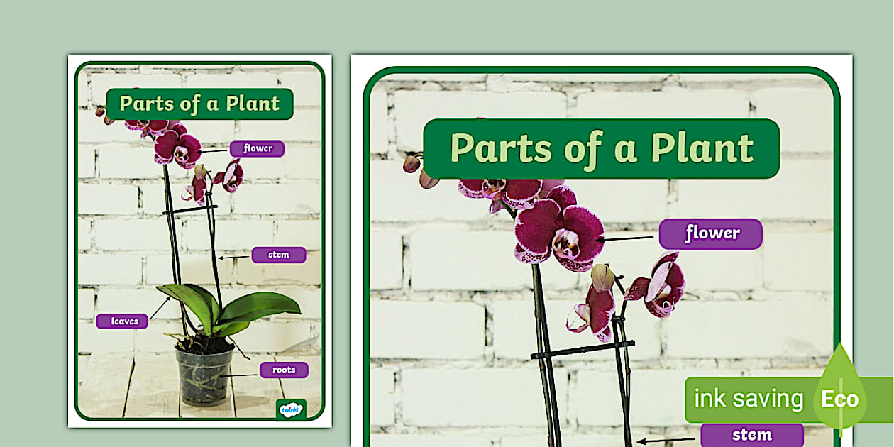 Parts of a Plant Photo Display Poster (Teacher-Made)