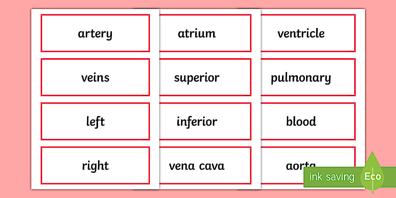 The Heart Vocab Cards (teacher made) - Twinkl