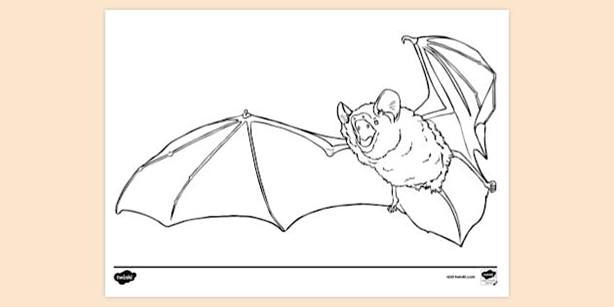 Vampire Bat Colouring Sheet | Colouring Sheets - Twinkl