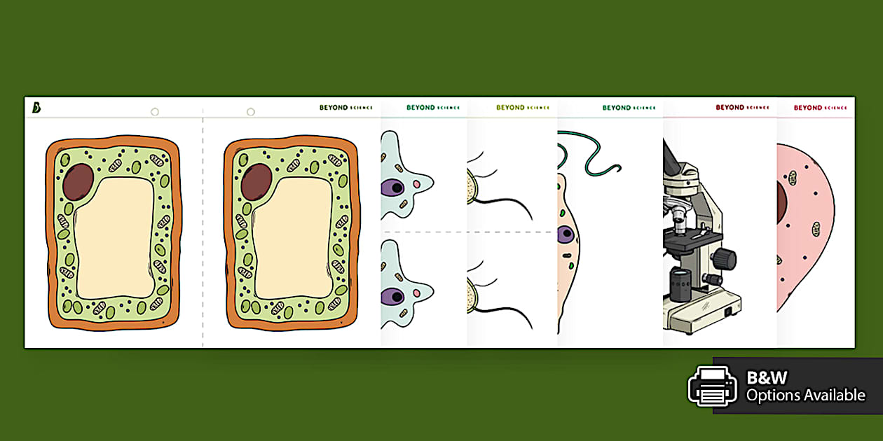 Cells Illustration Resource Pack | Biology | Beyond - Twinkl