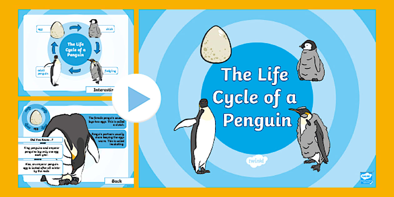 Life Cycle of a Penguin PowerPoint (teacher made) - Twinkl