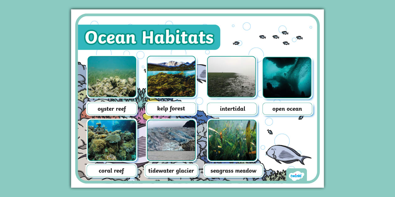 Ocean Habitats Display Poster - Twinkl Display - Twinkl