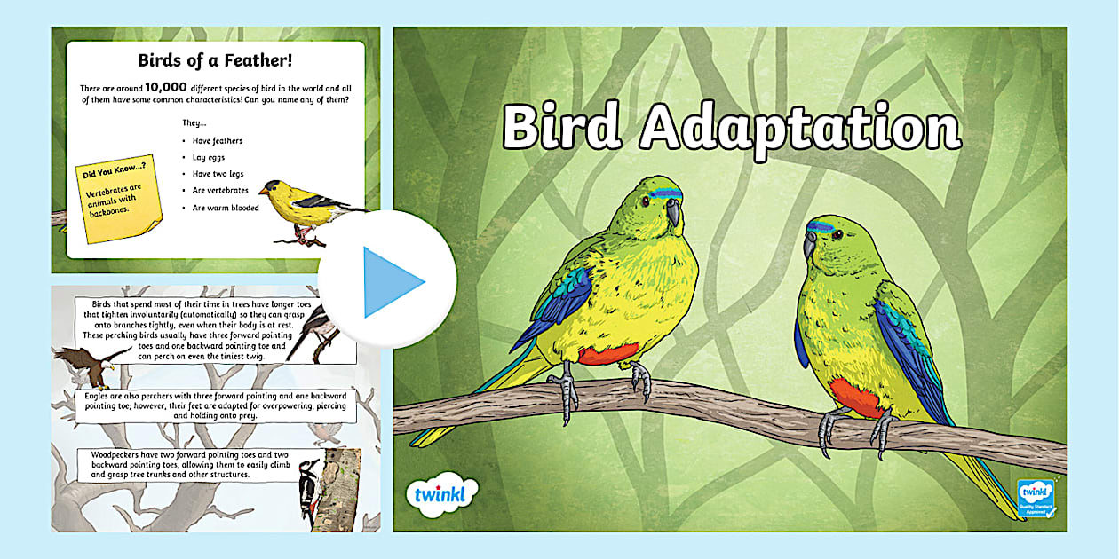 Birds (Penguins, Ducks, Toucans) and their Adaptations
