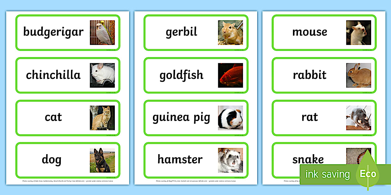 Pets Topic Word Cards - Twinkl