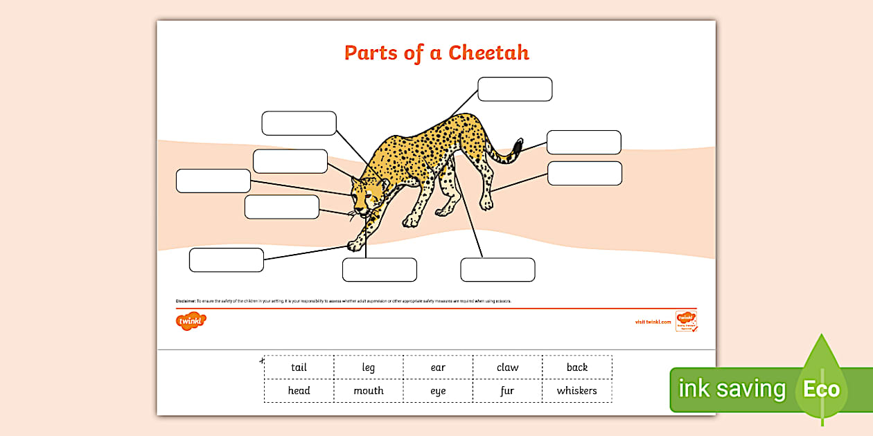Parts of a Cheetah Labelling Activity (teacher made)